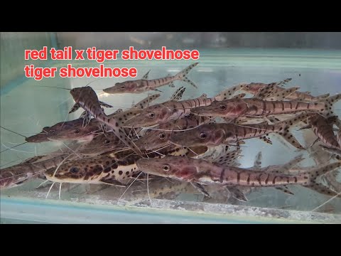 Redtail tiger shovelnose hybrid hiding in the middle of a group of tiger shovelnose catfish