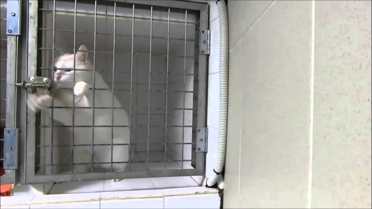 Prison Break Cat Version! - YouTube