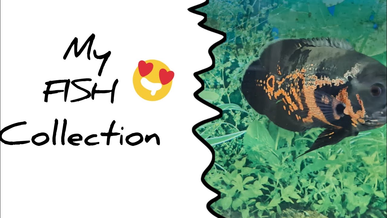 My fish collection 😍 - YouTube