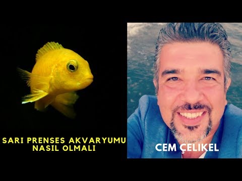 Sarı Prenses Akvaryumu Nasıl Olmalı..BÜTÜN İNCELİKLERİ VE SIRLARI!?!