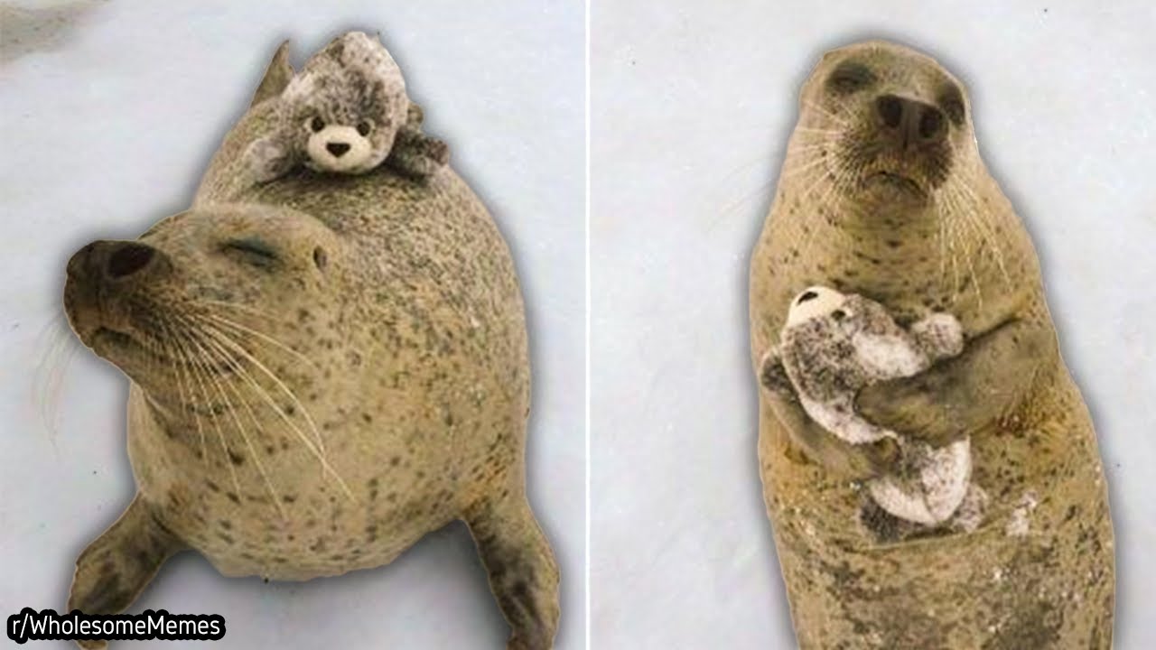 Seal Loves Hugging Plushie of Themself! || r/WholesomeMemes - YouTube