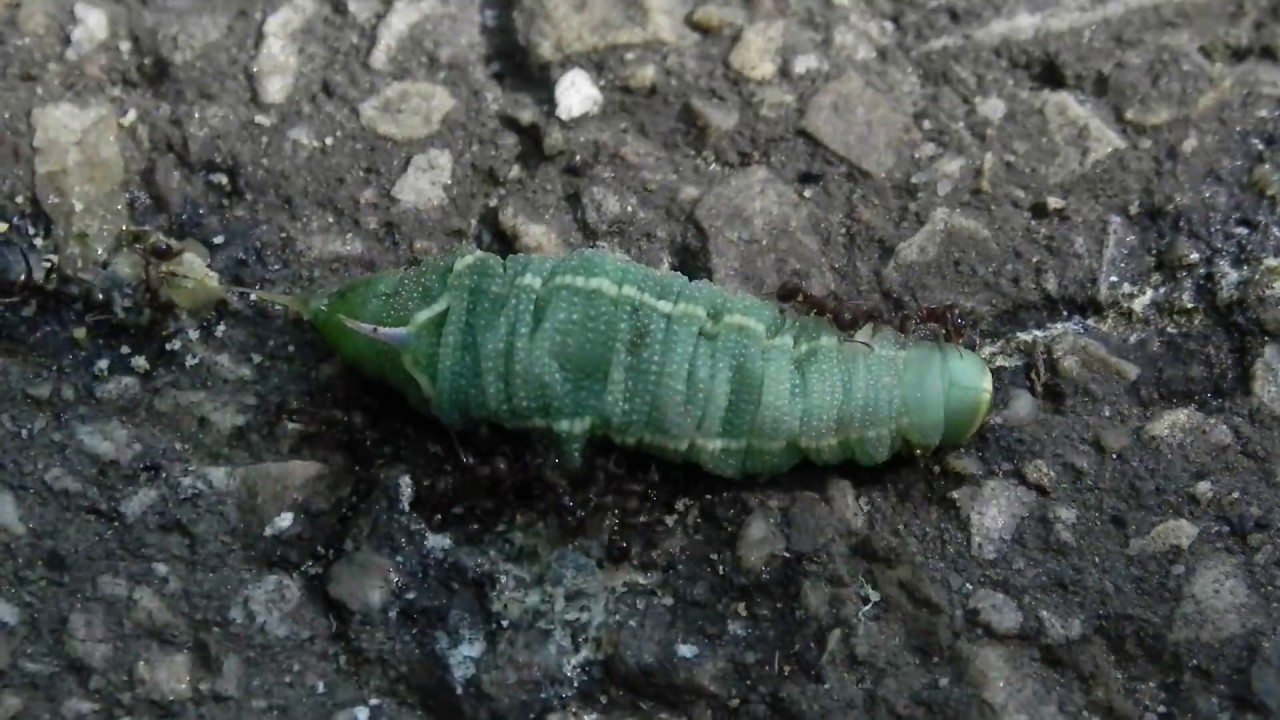 Fallen Chrysalis - YouTube