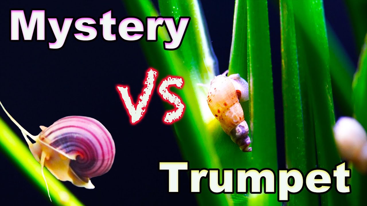 Mystery Snail vs Trumpet Snail: Which One is Better For Your Aquarium ...