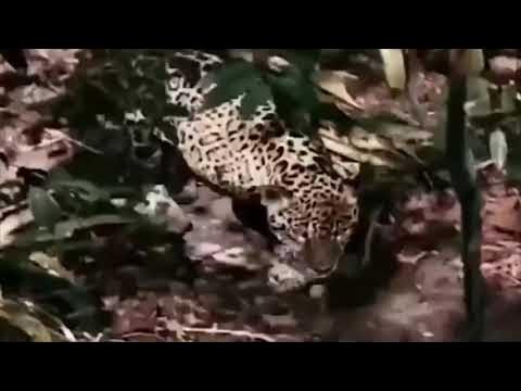 Lion Vs Python Wild Animals Attack - YouTube