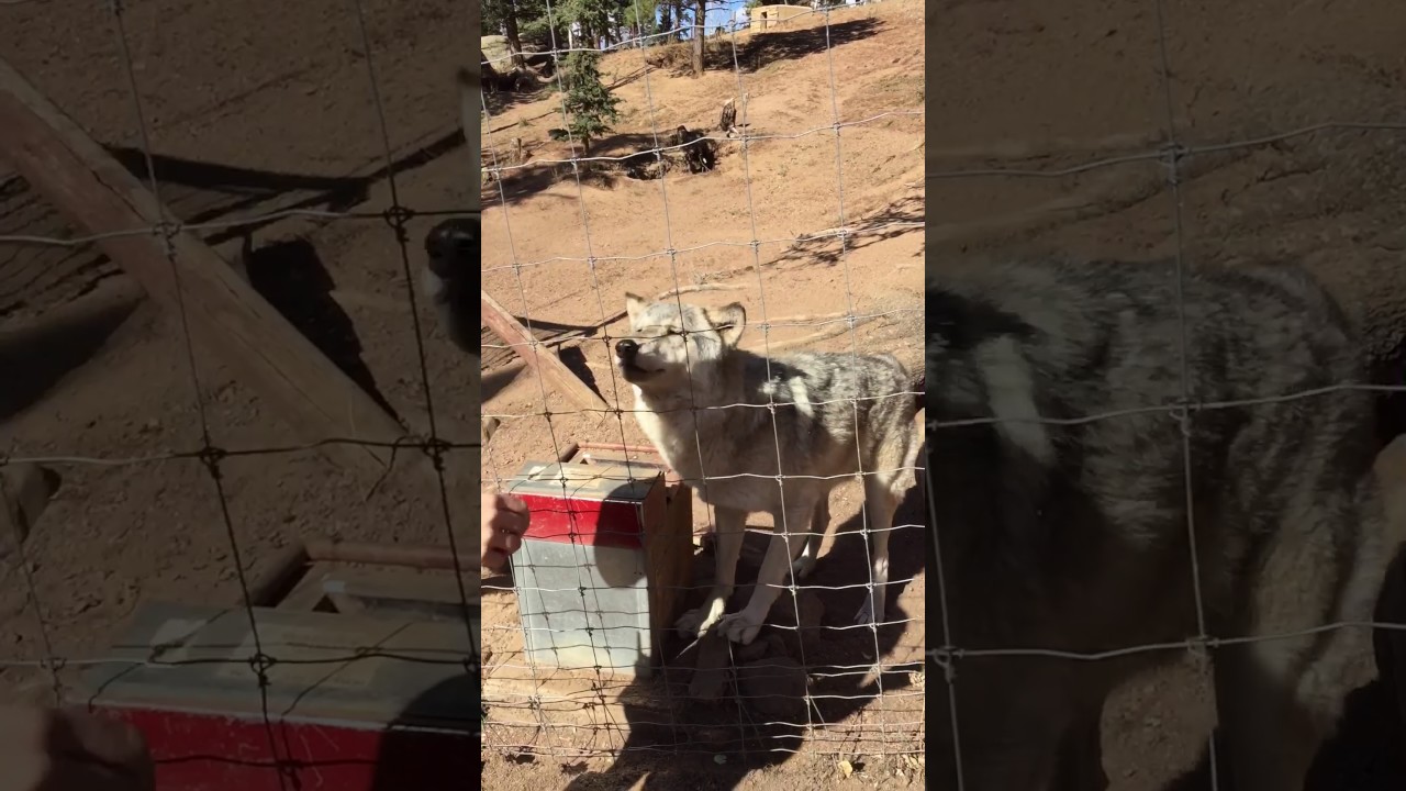 Wolf biting power - YouTube