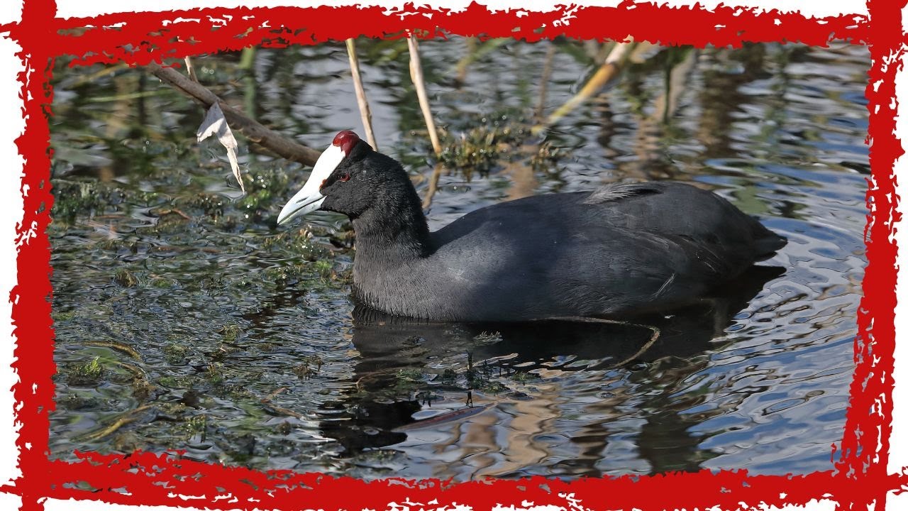 Red-knobbed Coot (Fulica cristata) Call| Red-knobbed Coot Sound & Song ...