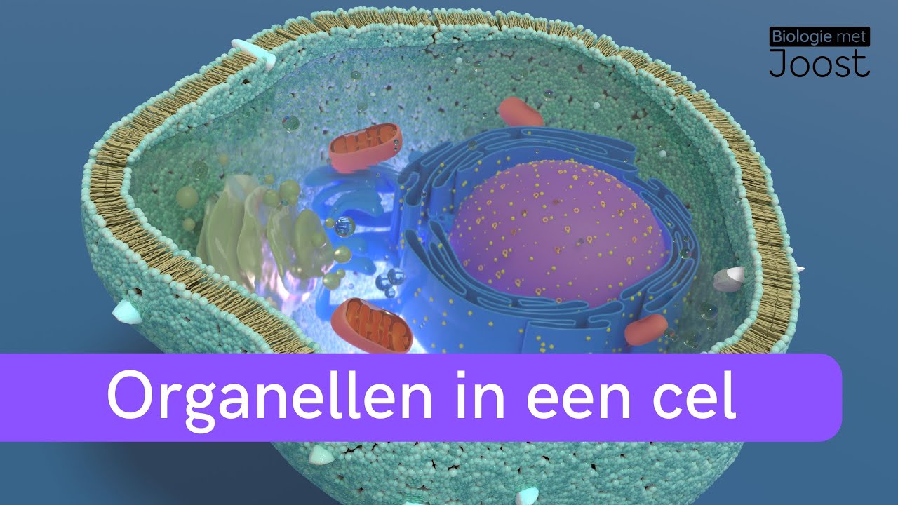 Organellen uitgelegd – Functies van mitochondriën, celkern, ribosomen ...