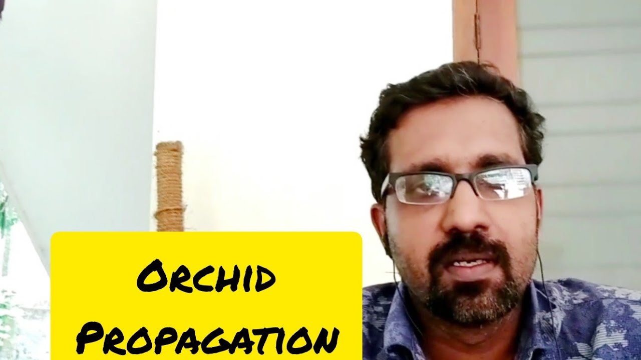 How to propagate an Orchid | Dendrobium Orchid propagation | Orchid ...