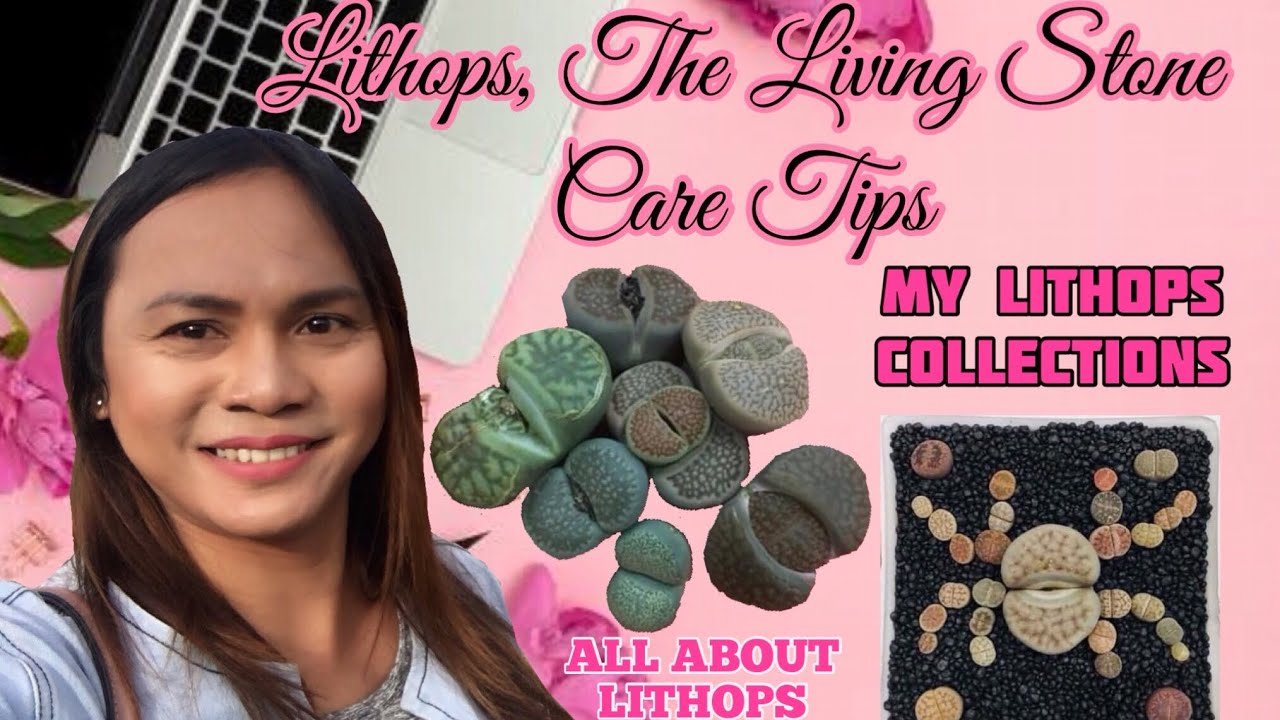 LITHOPS CARE TIPS | THE LIVING STONE - YouTube