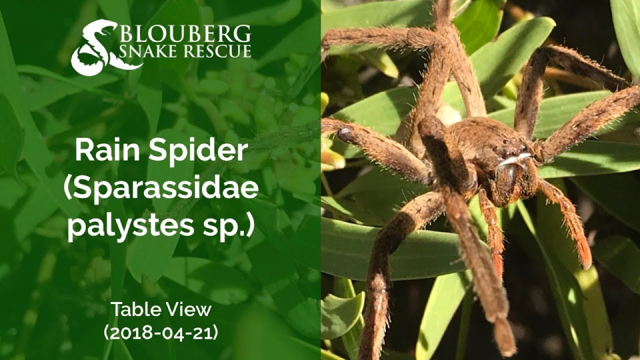 Rain Spider rescued near Table View (20180421) - YouTube