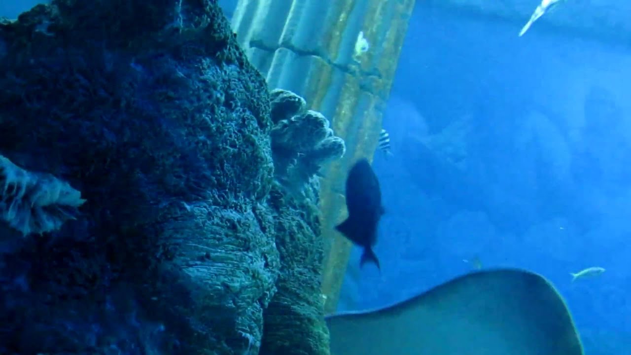 【HD】 Sea Life Centre Porto, Portugal - 1 - YouTube