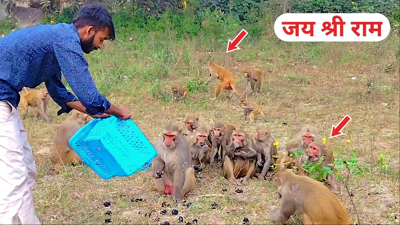 Monkey Eating Food | Feeding Monkey | Kobi Monkey | Vlogs | Monkey Rani |#vaidik sharma vlogs ...