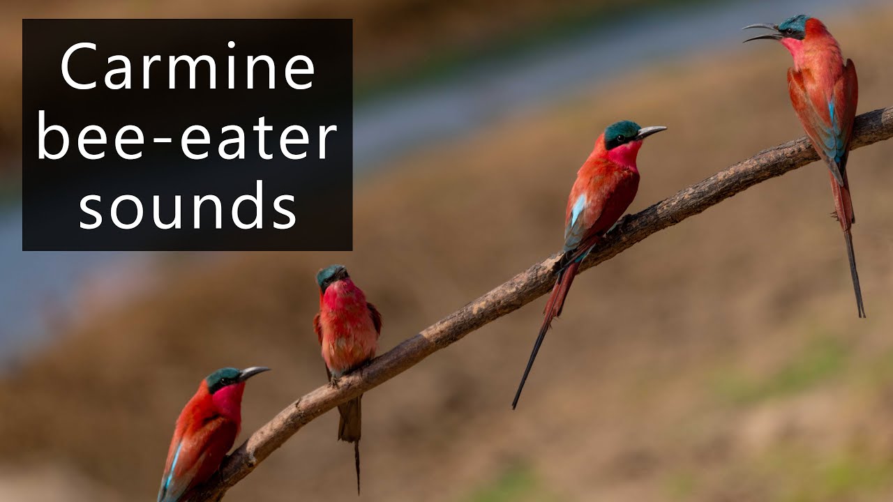 Carmine Bee Eater Sound