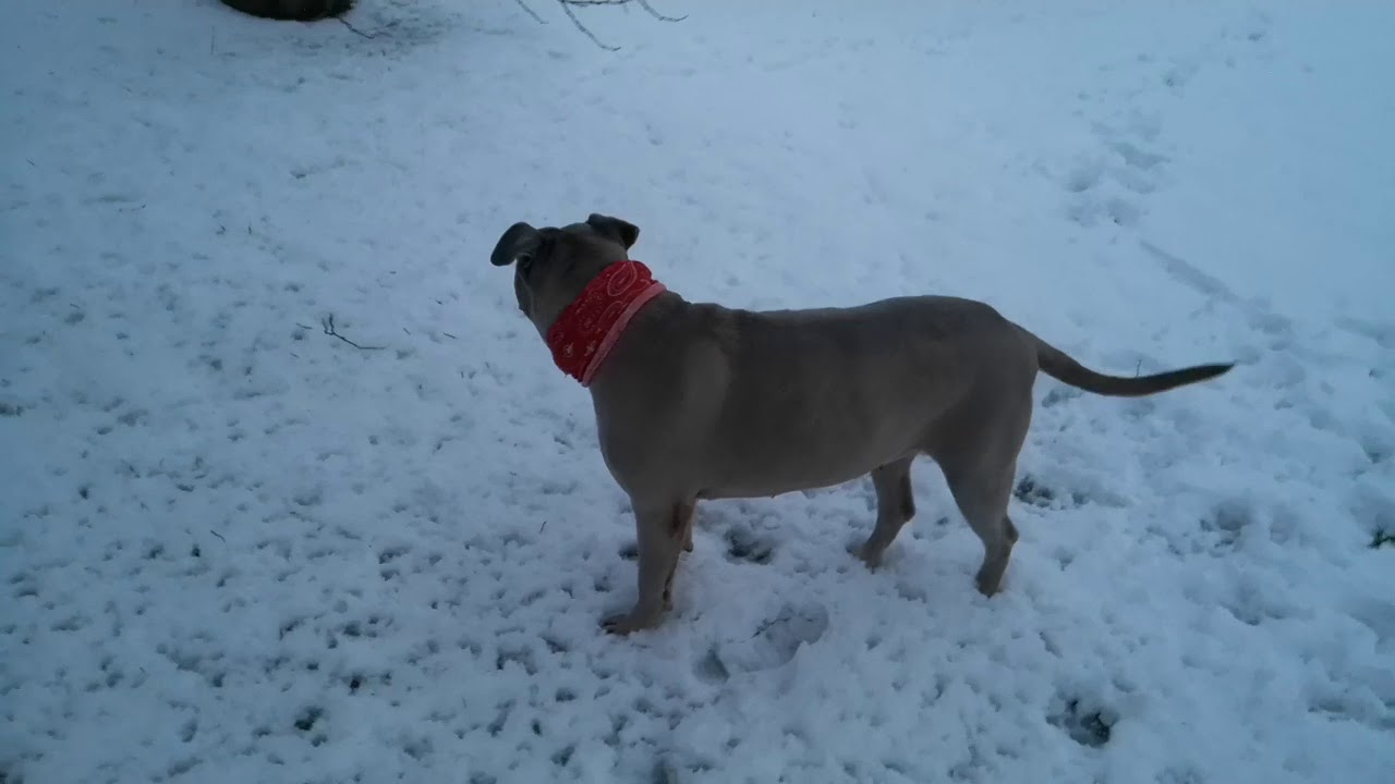 Cane Corso, Staffy And Scottish Wildcat Winter Garden - YouTube