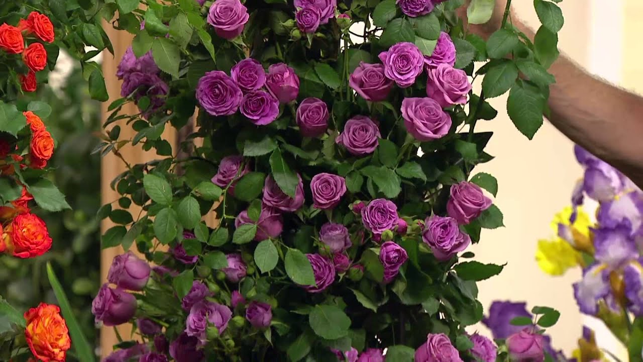 Cottage Farms 3-piece Climbing Starlet Beauty Rose Collection with ...