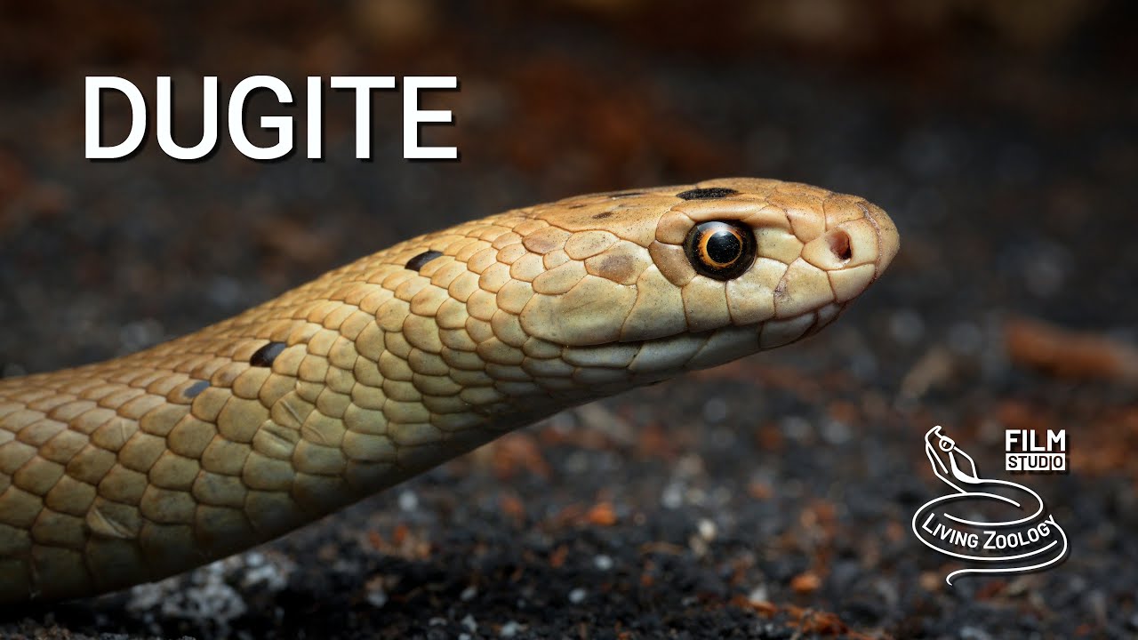Dugite, one of the deadly venomous Australian brown snakes - YouTube