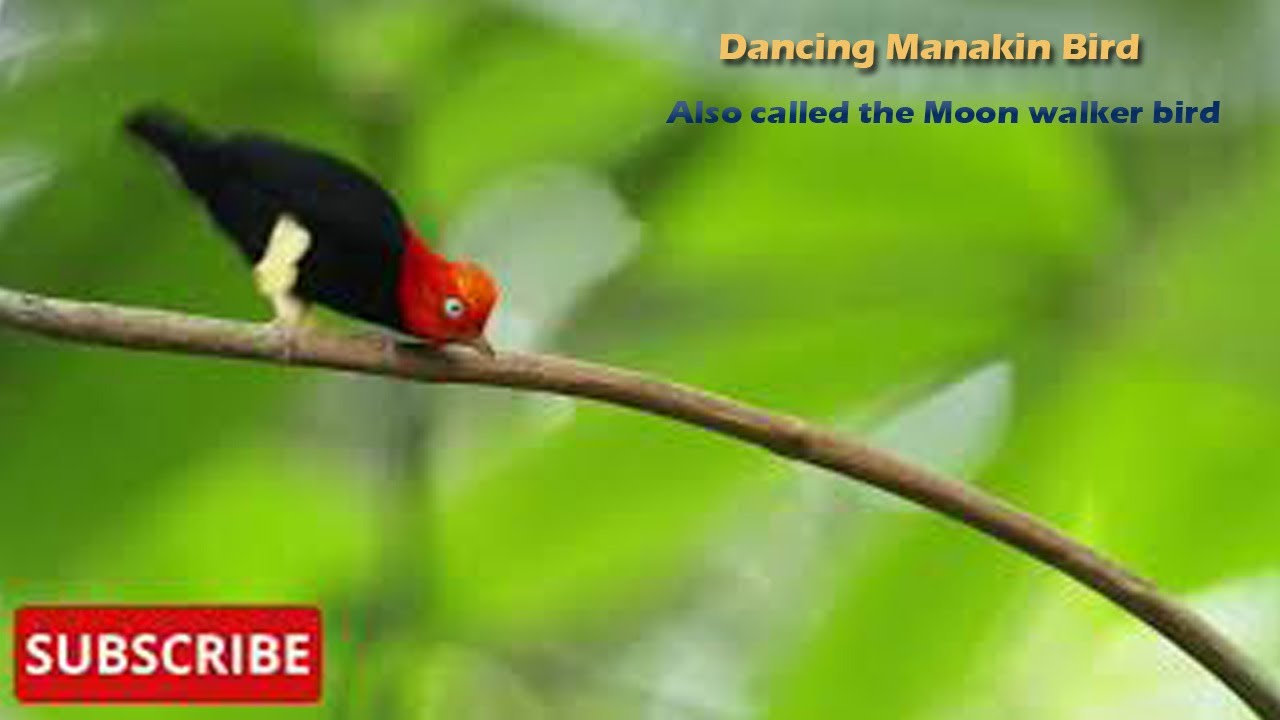 Dancing Bird Series | Red Caped Manakin - YouTube