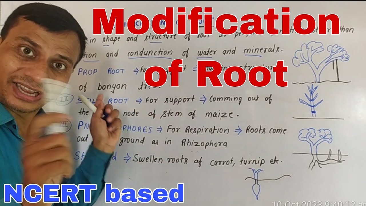 Modification of Root - YouTube