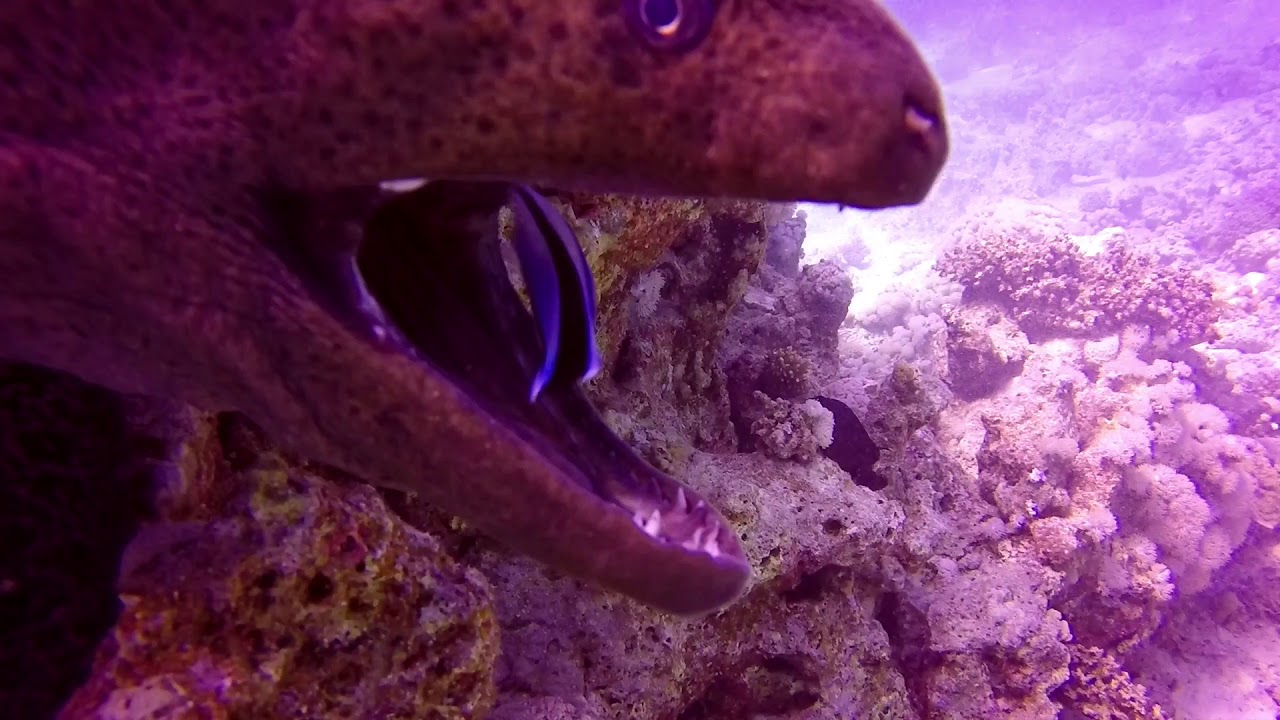 Fish attack - YouTube