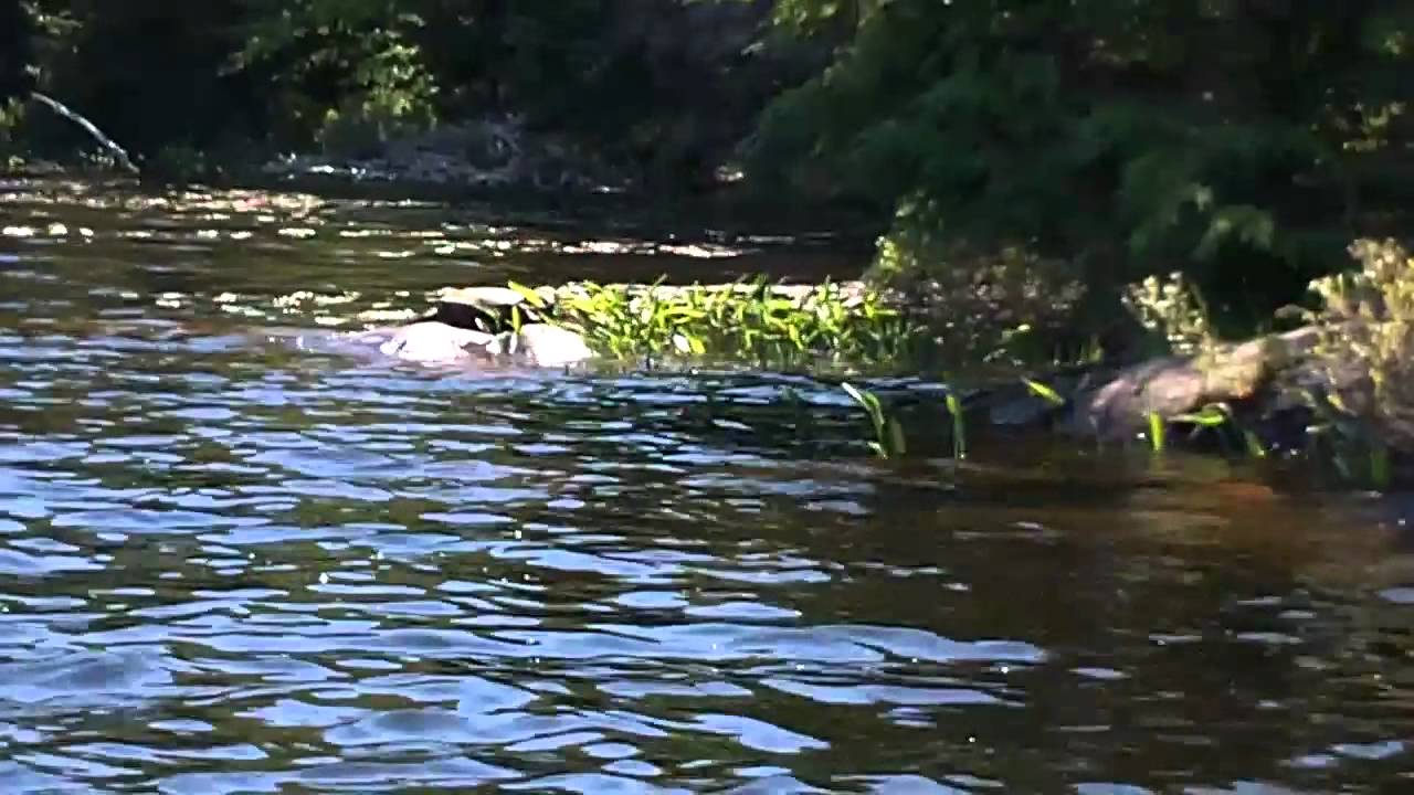Gooseneck lake Ardbeg Ont. - YouTube