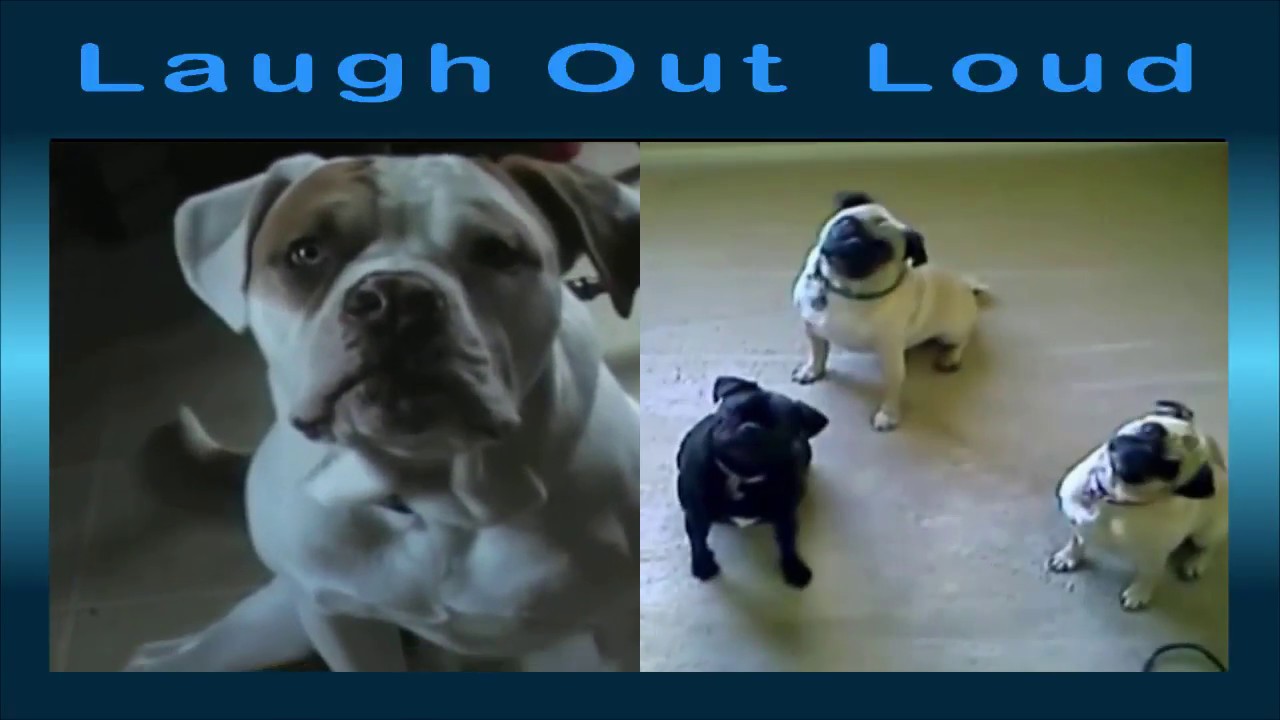 Watch & LAUGH OUT LOUD - Funniest ANIMALS & PETS #51 - YouTube