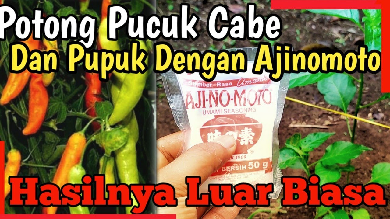 Cara Potong Pucuk Cabe dan Pupuk Cabe Setan dengan ajinomoto hasilnya ...