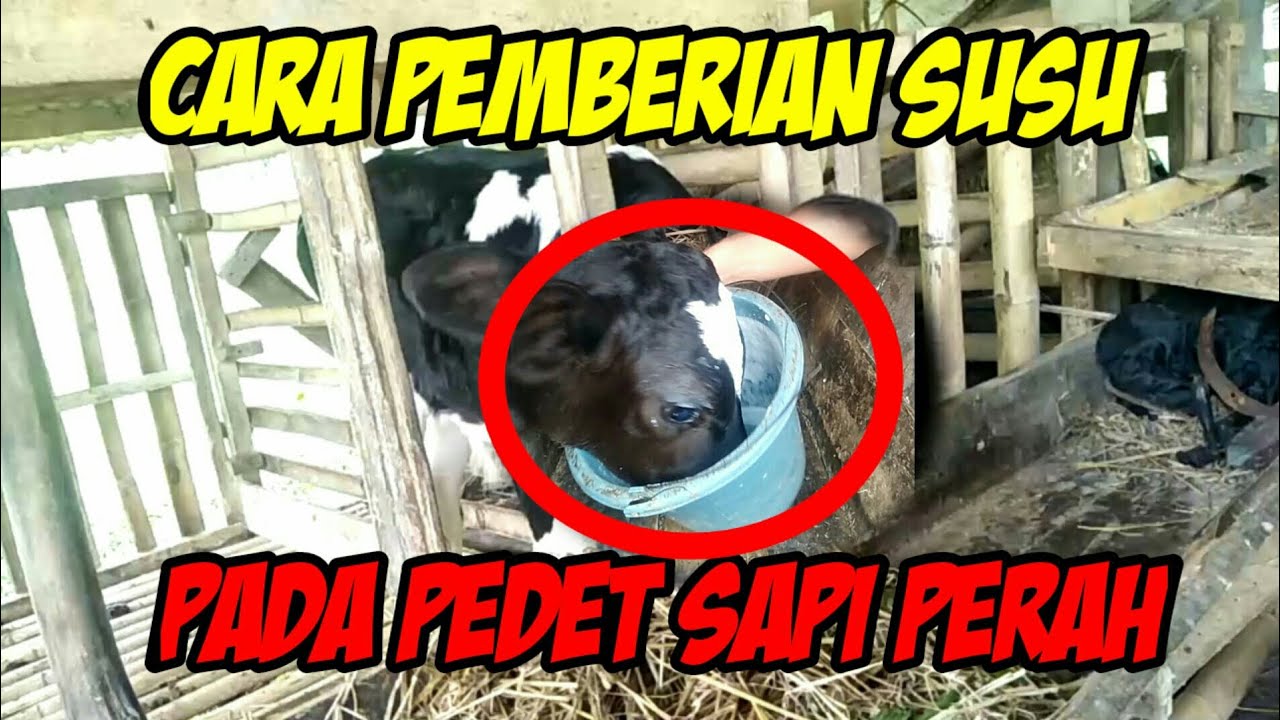 cara pemberian susu pada pedet sapi perah - YouTube