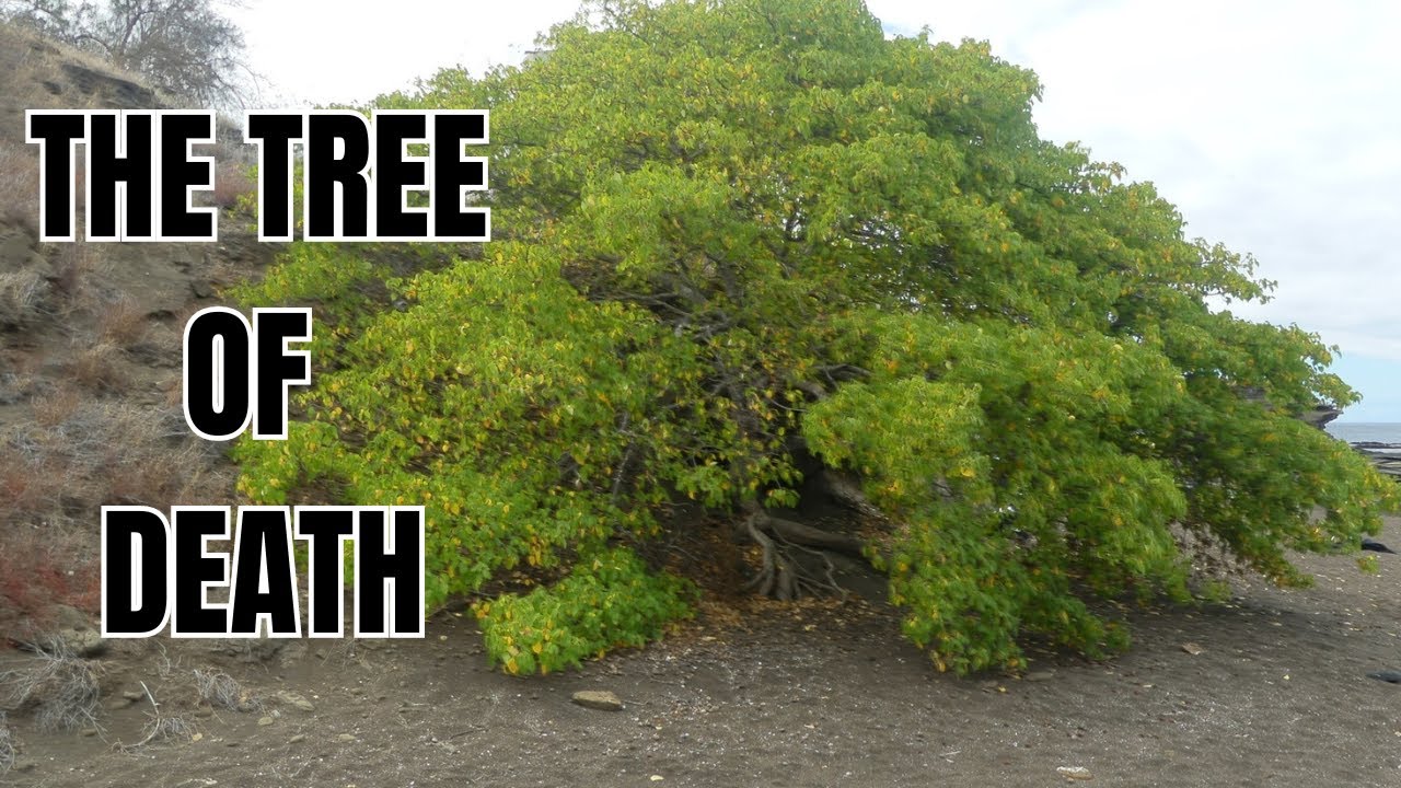 The World's Most Dangerous Tree - YouTube