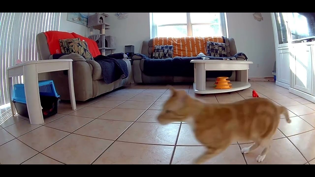 Nemo & KAI have the ZOOMIES!!!😹🧡😻🐾🐈😽 - YouTube