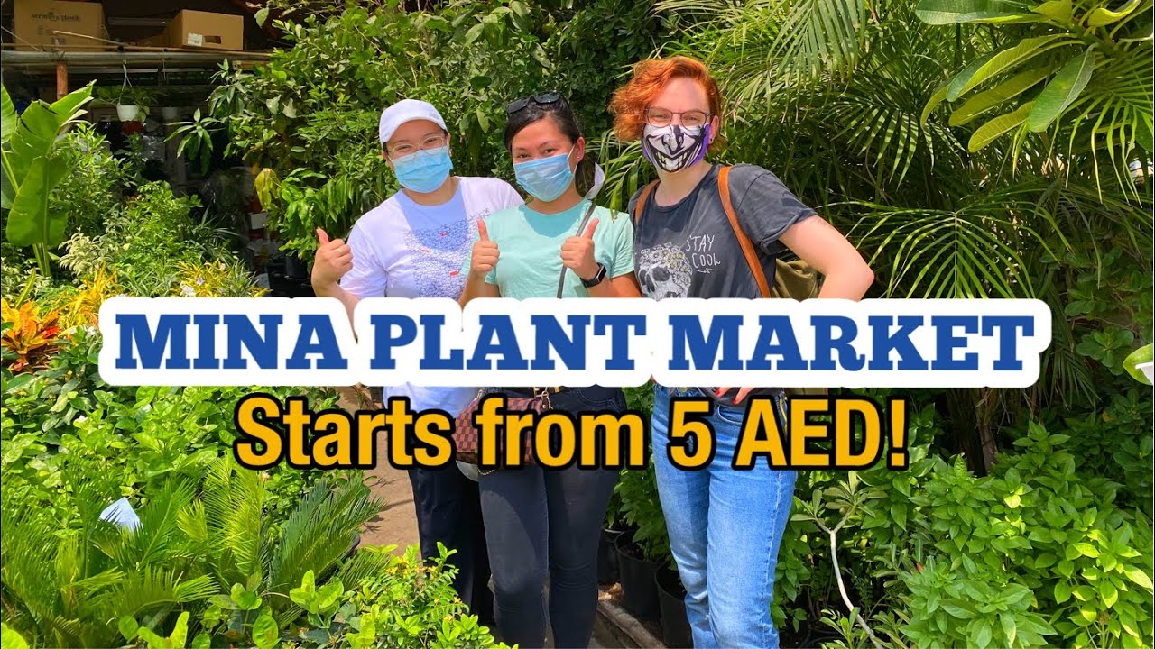 Mina Plant Market | Cheap Plants in Abu Dhabi - YouTube