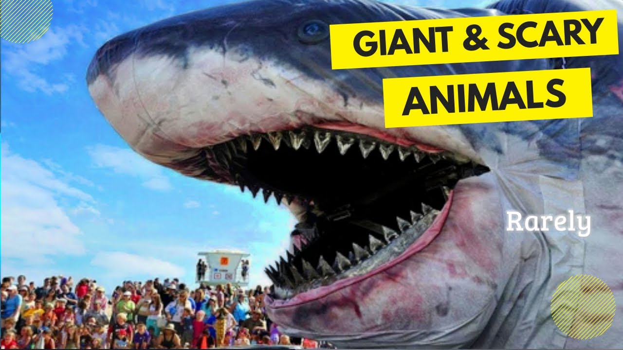 15 Giant & Unusual Animals You Won't BELIEVE EXIST | RARELY - YouTube