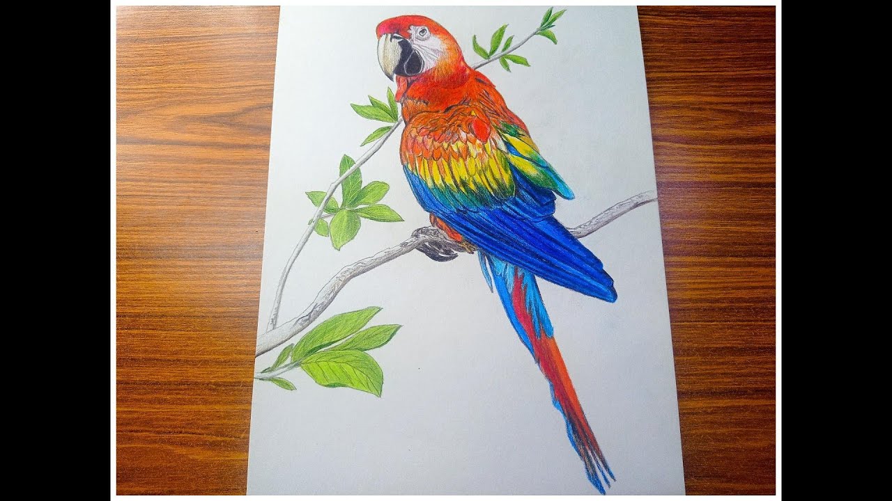 Drawing a Scarlet Macaw using color pencils. - YouTube