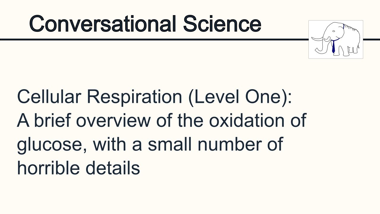 Cellular respiration (Level One) - YouTube