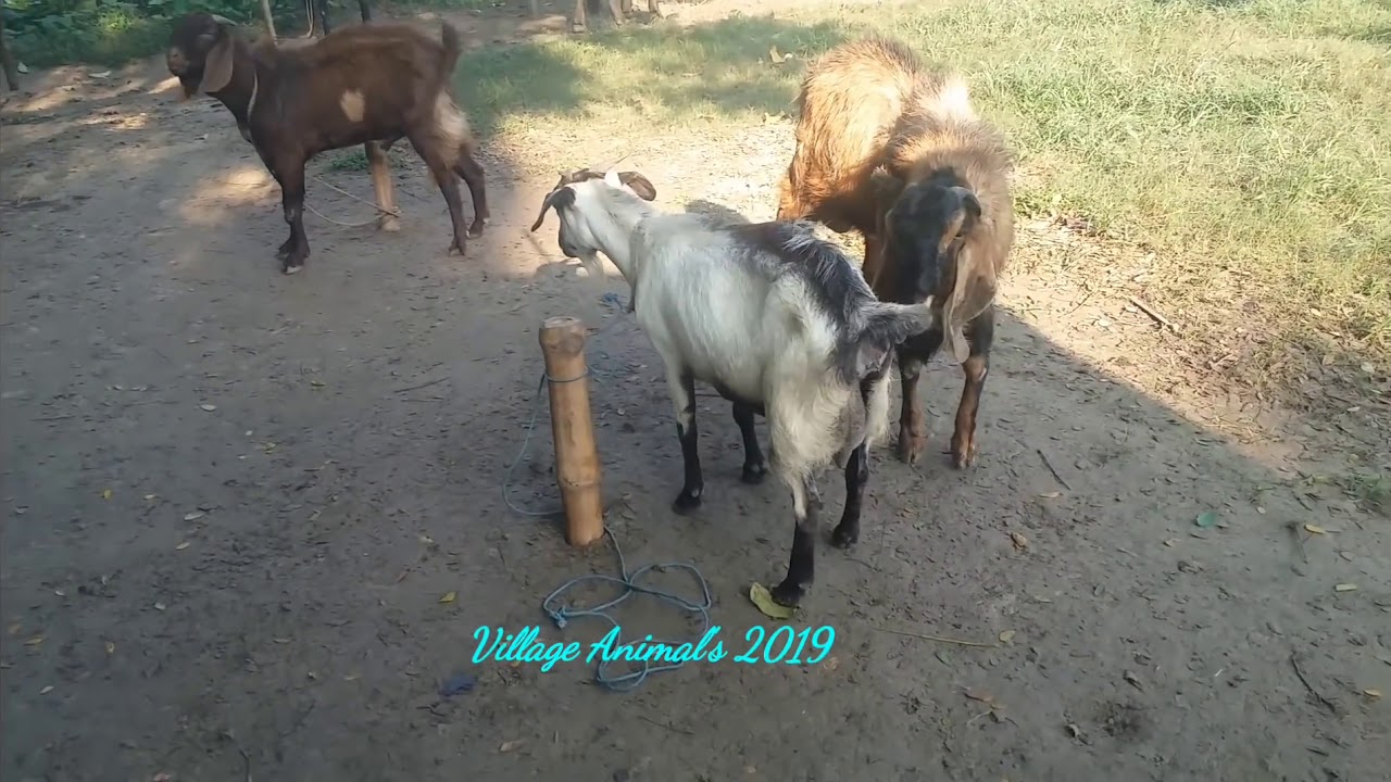 Goat breeding - YouTube
