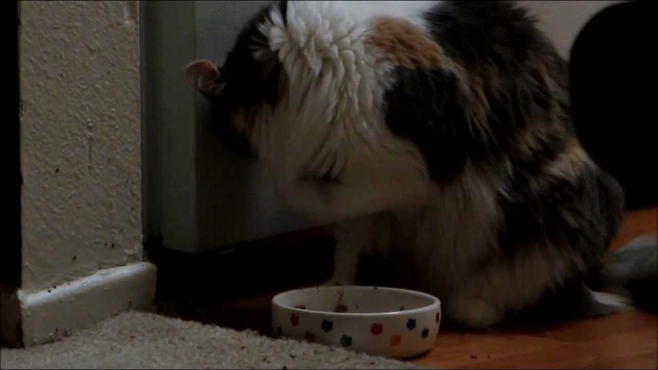 My Cat eats like a Human! - YouTube