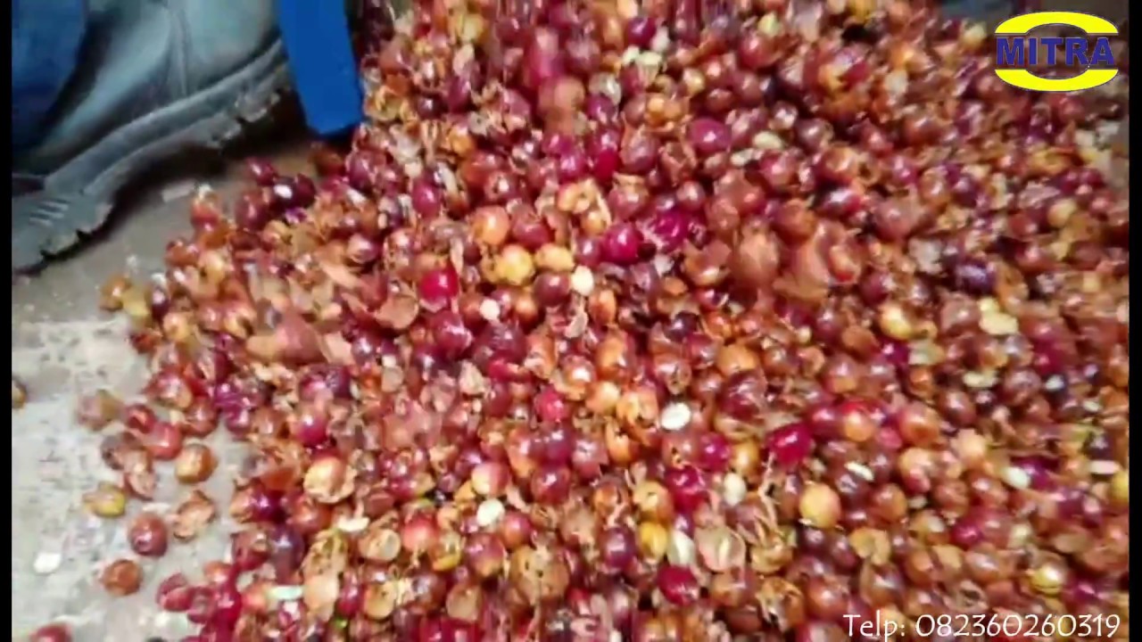 Mesin Pulper Kopi / Mesin Pengupas Kulit Kopi Basah - YouTube