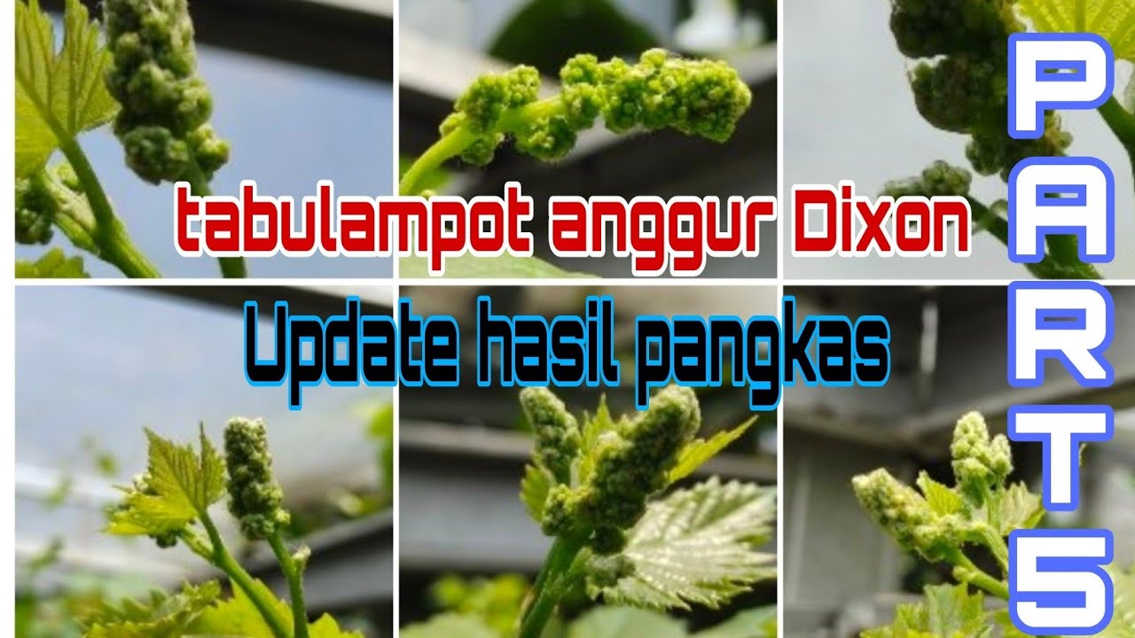 Tabulampot anggur Dixon double cordon teralis#part5 - YouTube