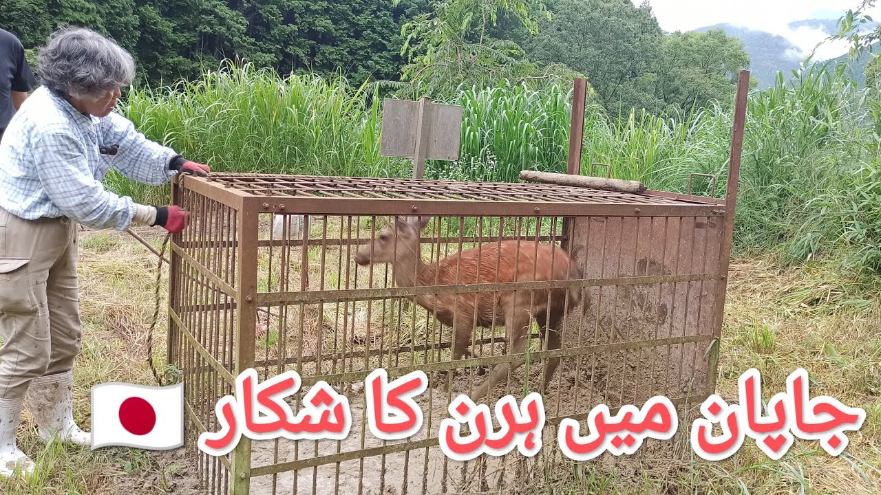 Deer hunting in Japan - YouTube