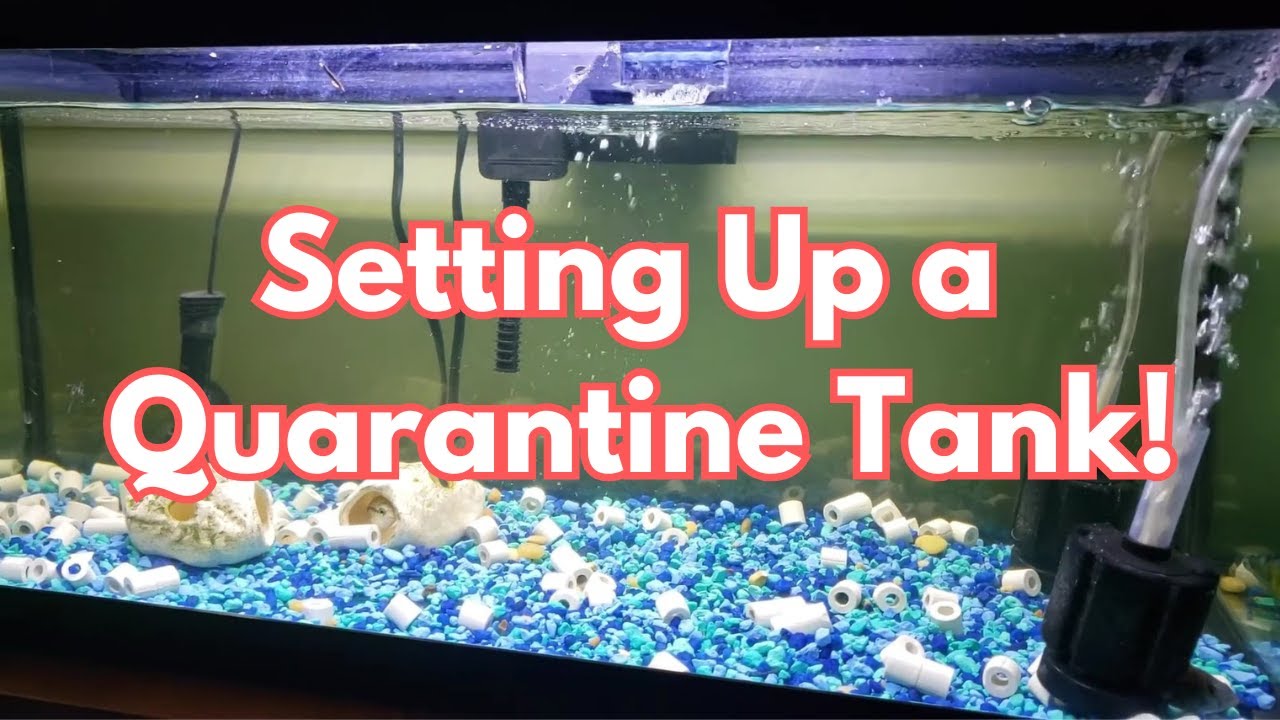 Setting up a Quarantine Tank for my NEW FISH! - YouTube