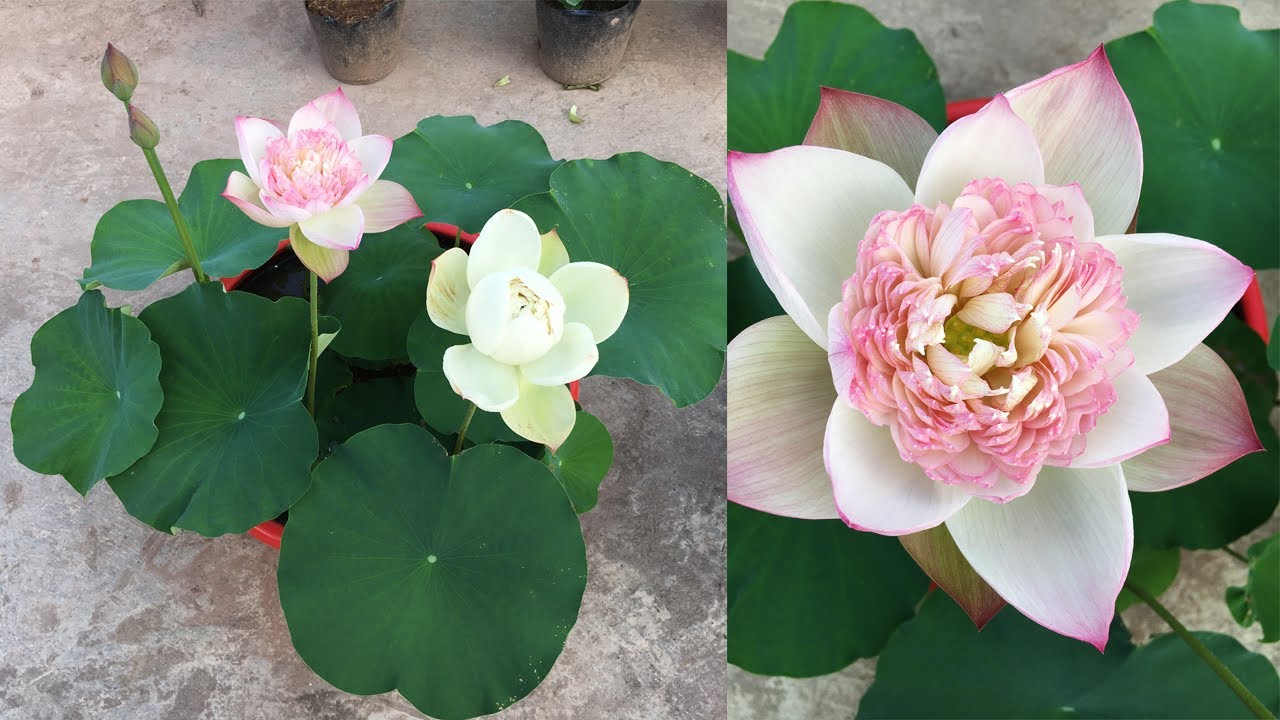 Cách trồng sen super tại nhà loại sen đẹp và cực sai hoa - YouTube