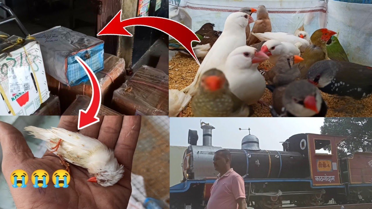 Aaj hum Unboxing करेंगे कोलकाता से मंगाए गए Golden Java Finches Birds ...