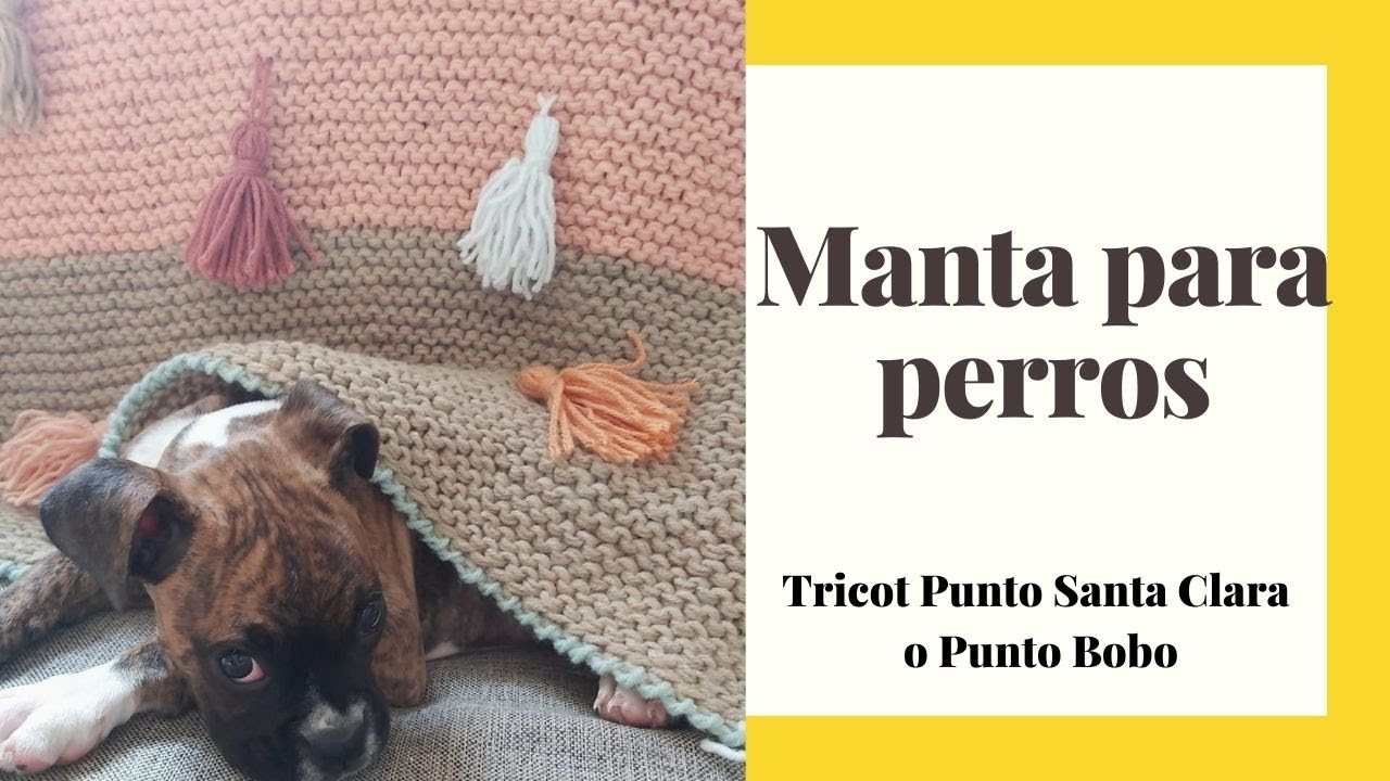 Deberías Ponerle Una Manta A Un Perro