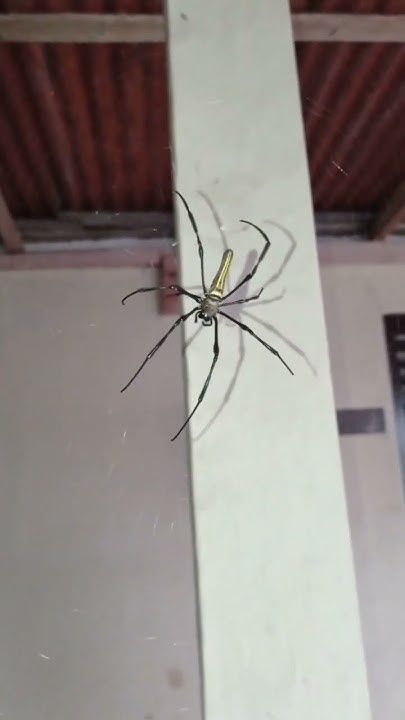 Wah wah wah.. ada laba-laba besar mampir di rumah fafa twins teman, hii seramnya.. - YouTube