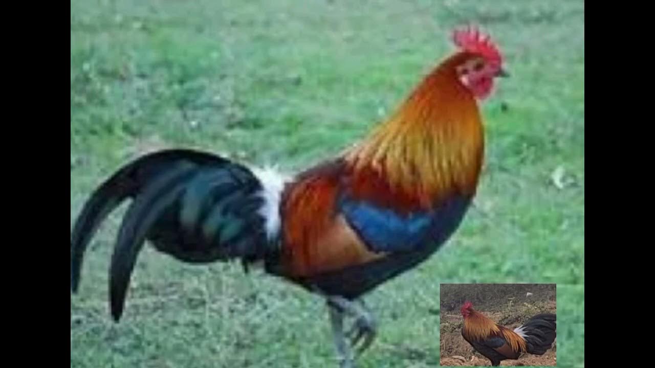 suab qaib qua zoo cuab zoo ... suab cuab - YouTube