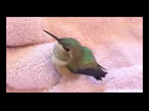 Baby Rufous Hummingbird - YouTube