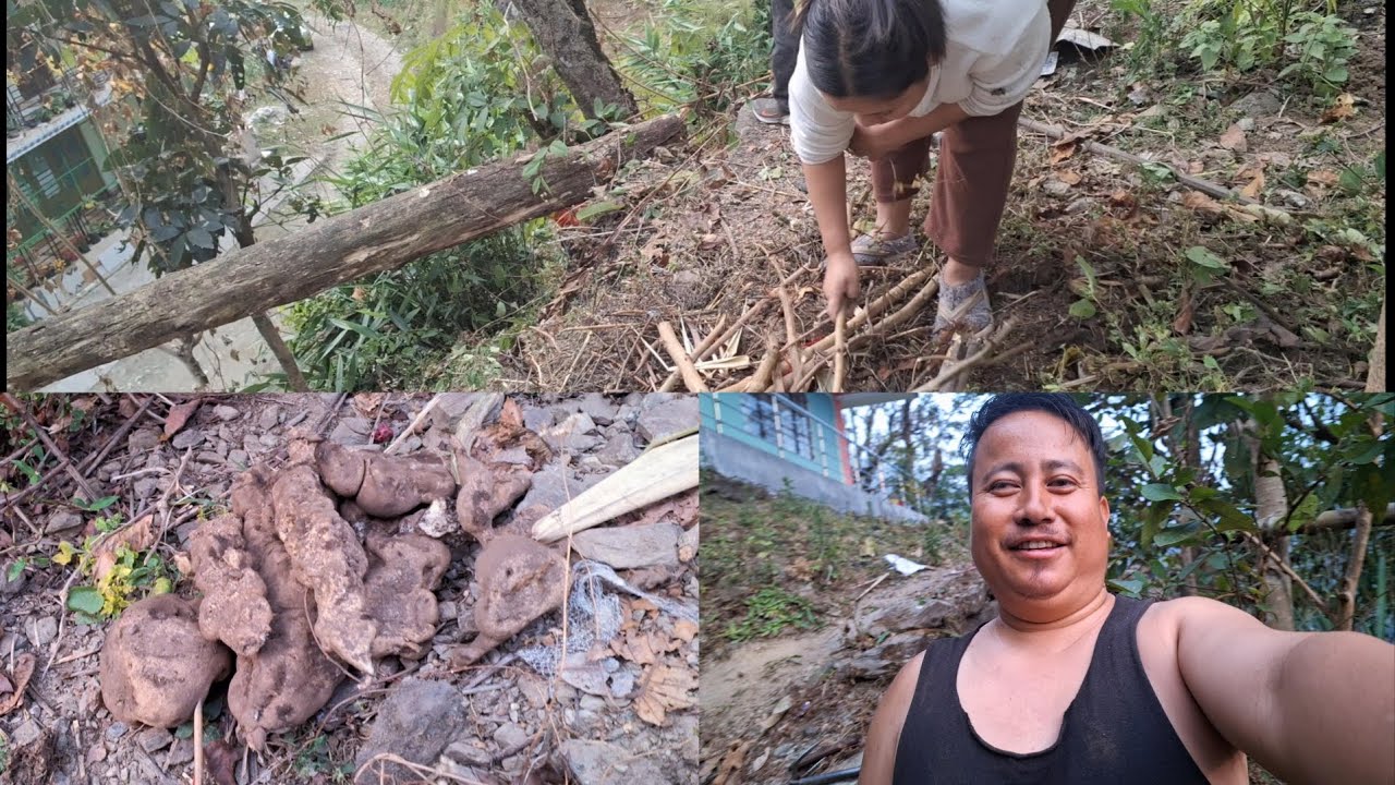 Vlog #23 Organic Chayote Harvesting||Gharmai iskush ko tarul ...