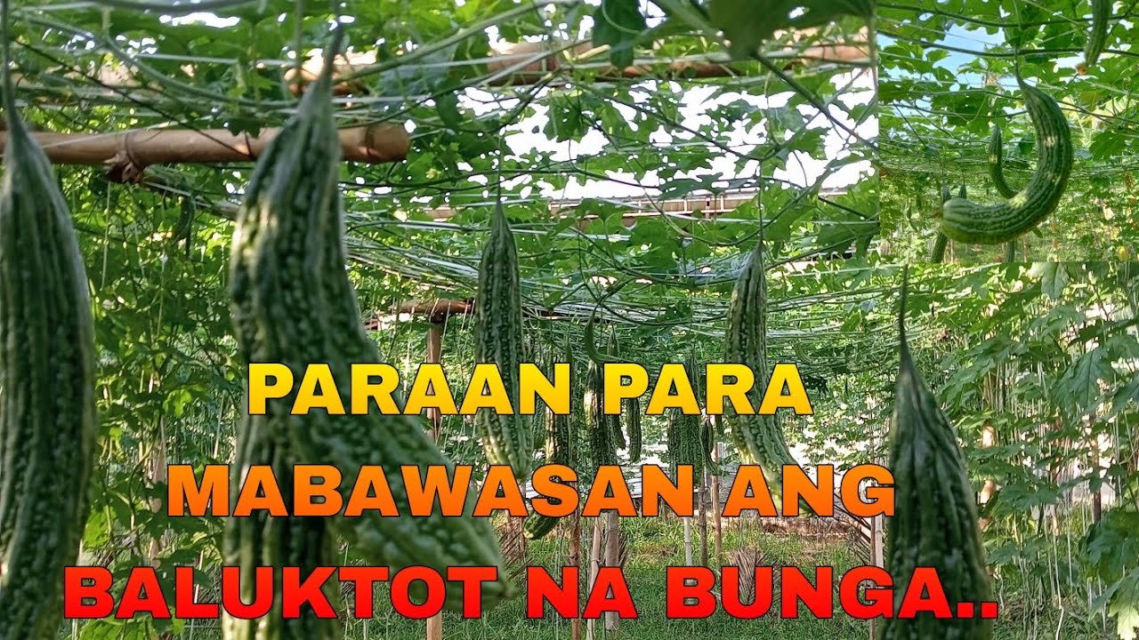 TIPS PAANO MABAWASAN ANG BALUKTOT NA BUNGA NG AMPALAYA.. PANOORIN ...