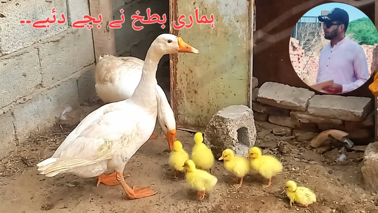 White Duck Babies |Baby duck|white ducks|beautiful| #pakistan #new ...