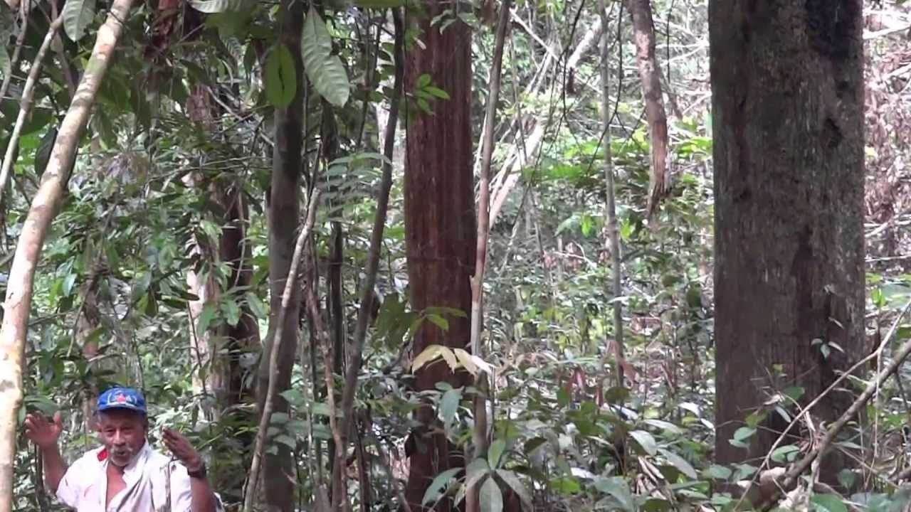 Geologia UFBA - Geologando no Craton Amazônico - YouTube