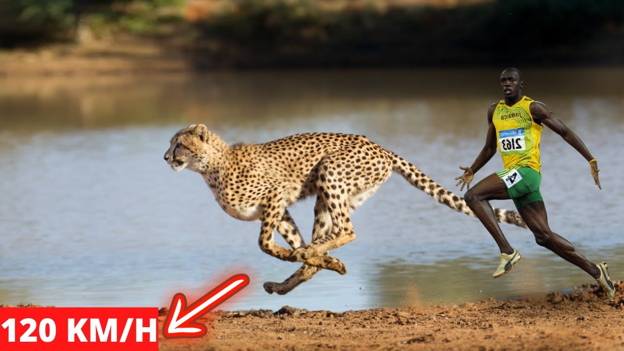 Classement : les ANIMAUX les plus RAPIDE au monde - YouTube